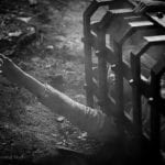 Serafina and the Twisted Staff – Robert Beatty Books